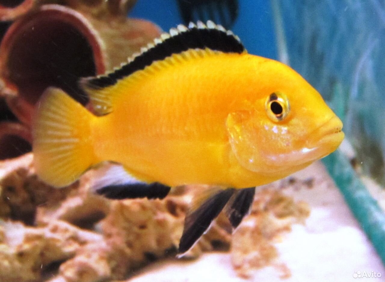 Желтый лабидохромис