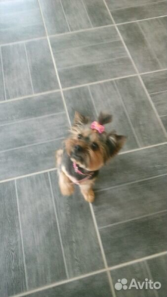 Щенок-йорик