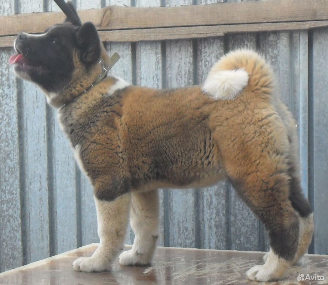 Америкосики