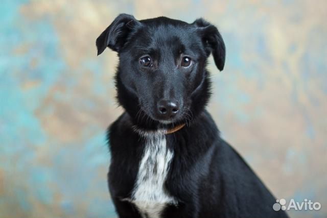 Мишель-молодая очаровательная собака в добрые руки