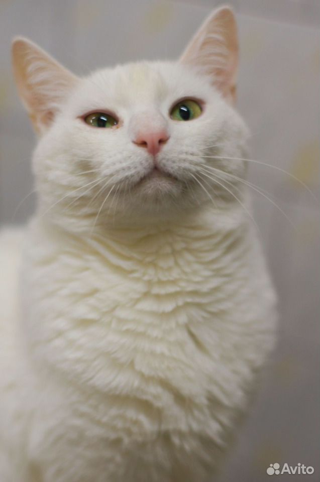 Белая кошечка Айвори, 2 года, ищет дом