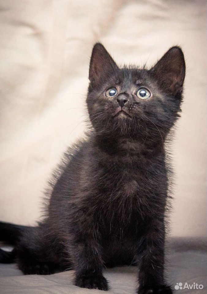 Малышка Буся в добрые руки