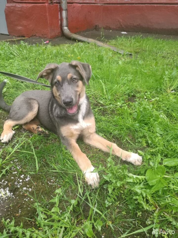 Только для вас плюшевый щенок - "шоколадная" Флоша