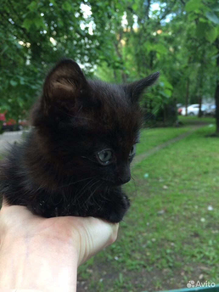 Котёнок чёрный