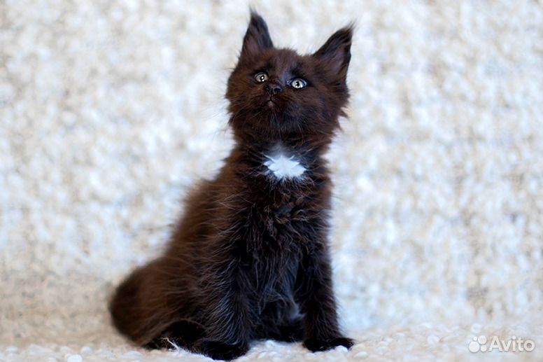 Ласковая пантера