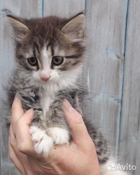 Лапочка ищет дом