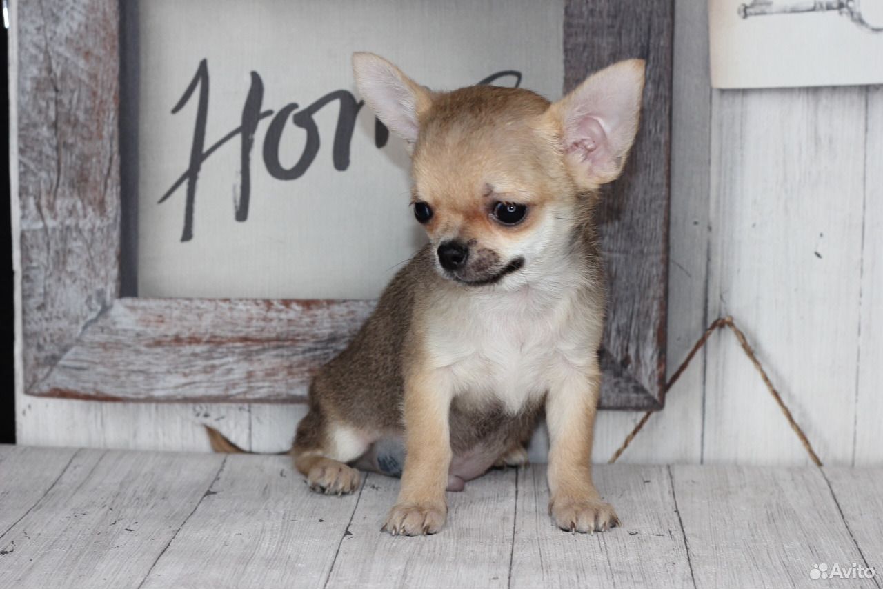 Мини малыш чихуахуа