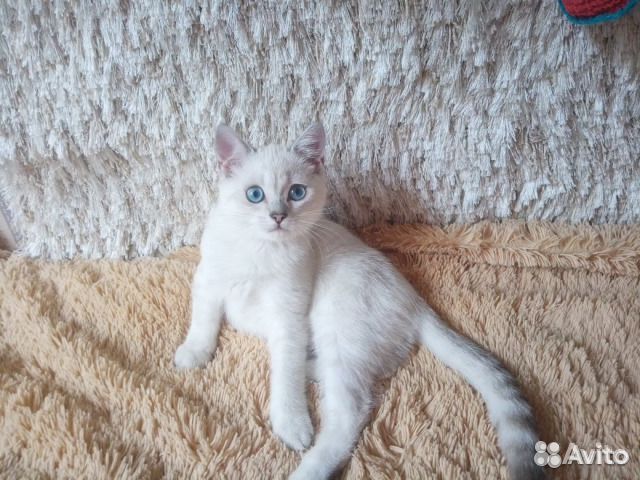 Британские голубоглазые котята