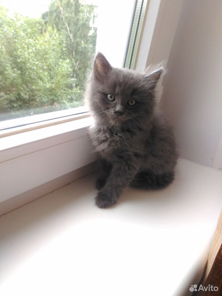 Котята 6 недель