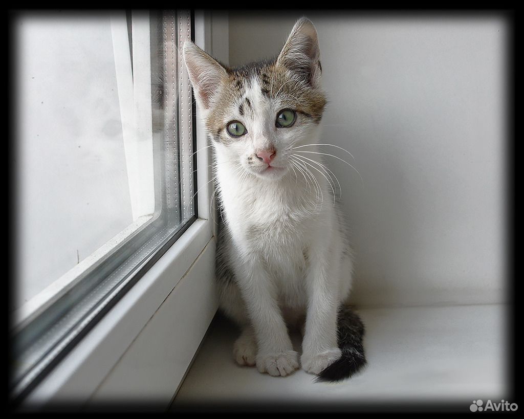 Котенок "Кардамон", 2,5 мес, в добрые руки