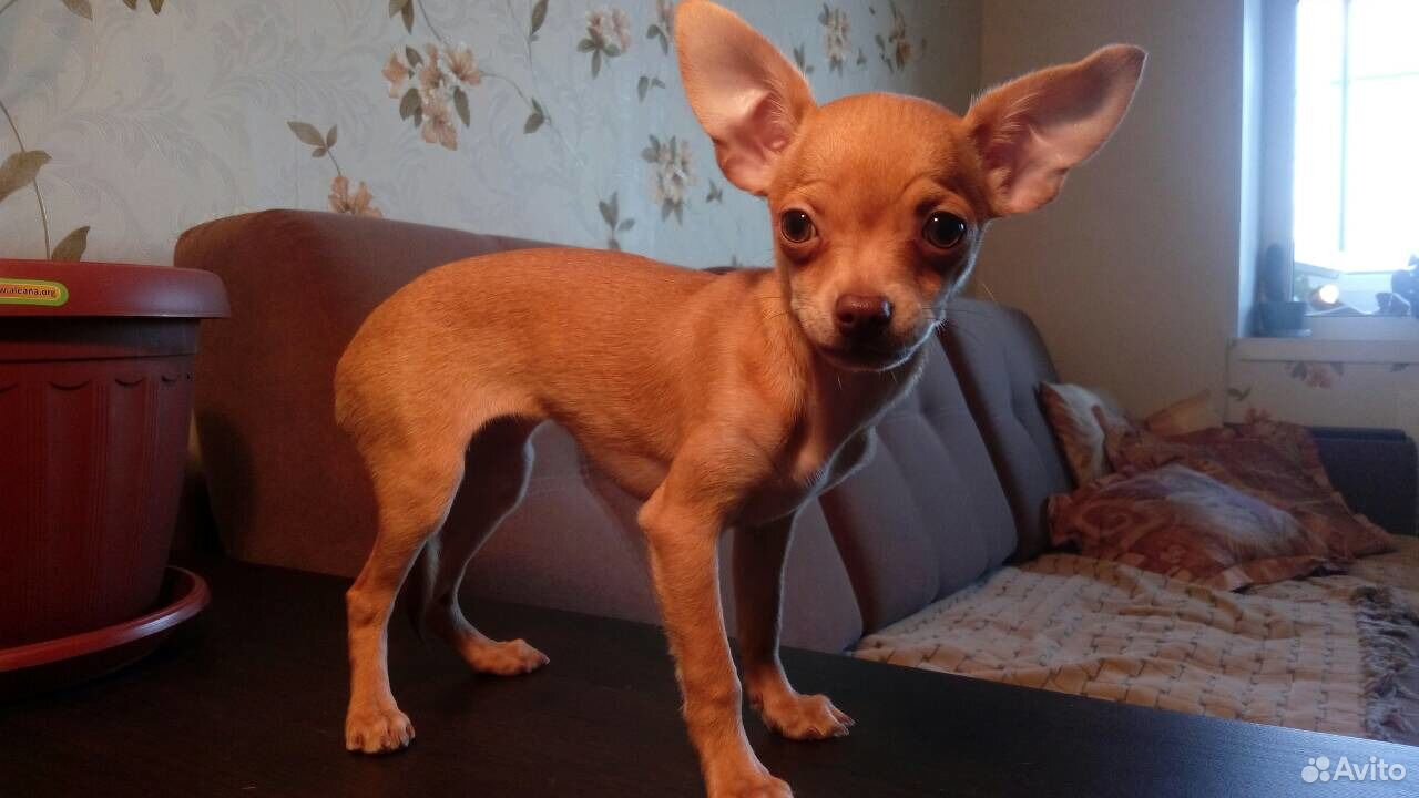 Милая чишка с хорошим характером