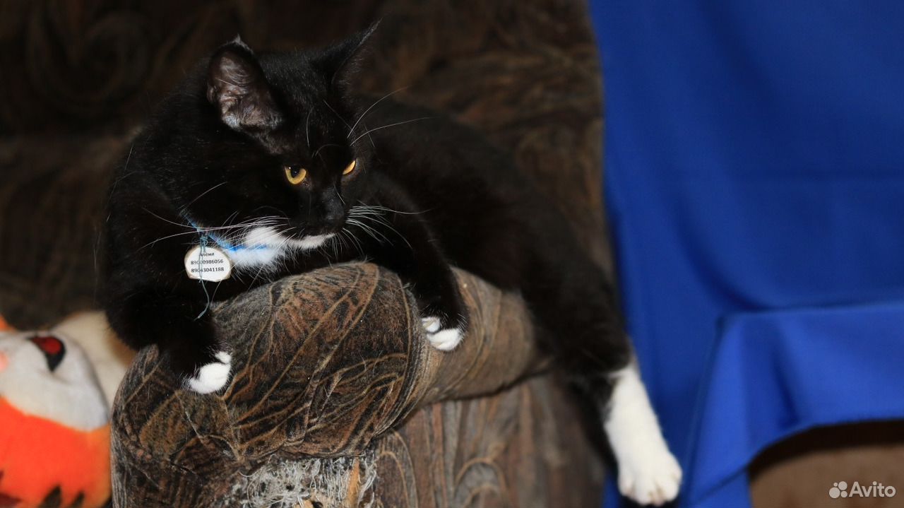 Красивая изысканная кисуля ищет семью