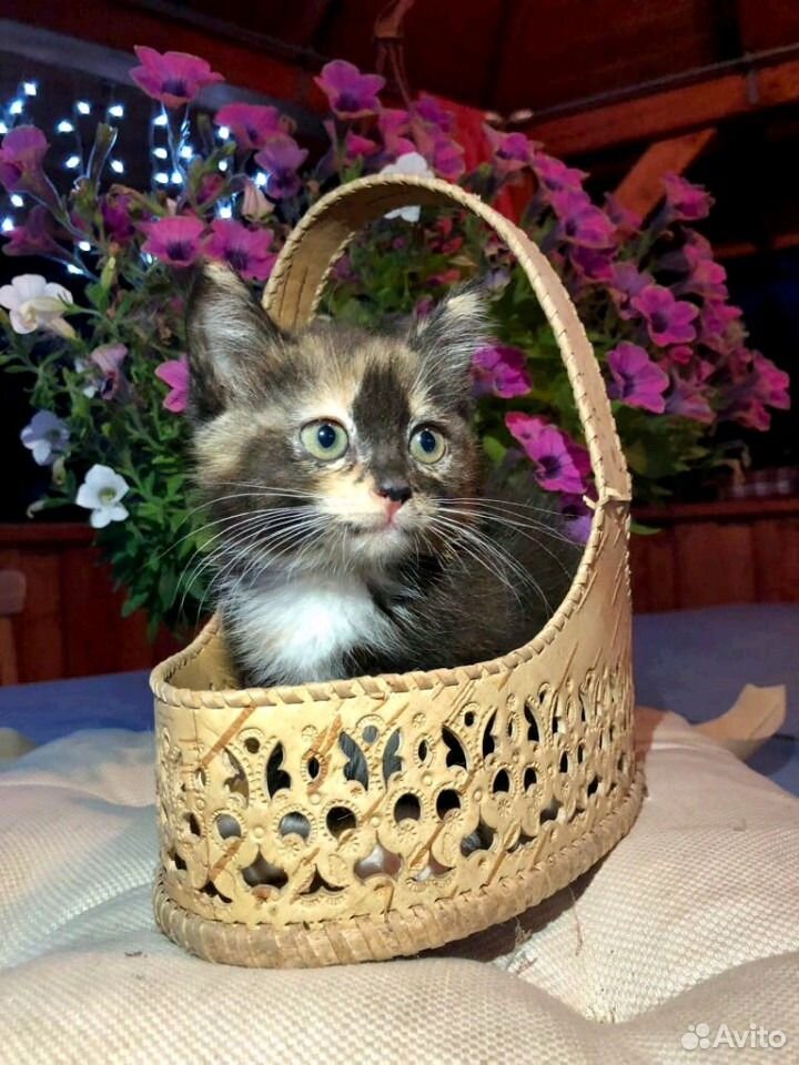 Котомалыши