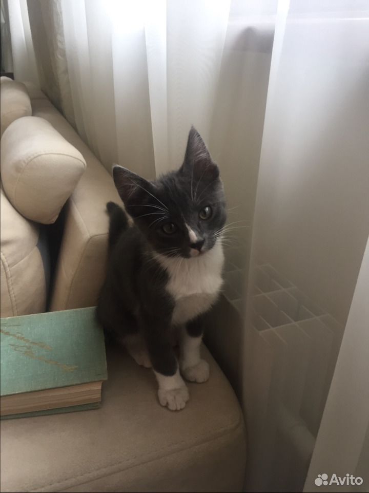 Чудесные котята Два мальчика и две девочки