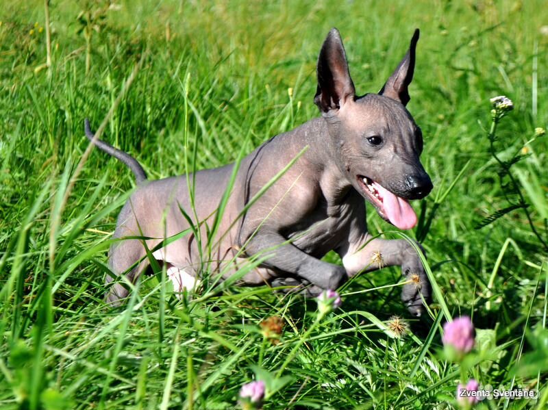 Шикарный щенок ксолоитцкуинтли (медио)
