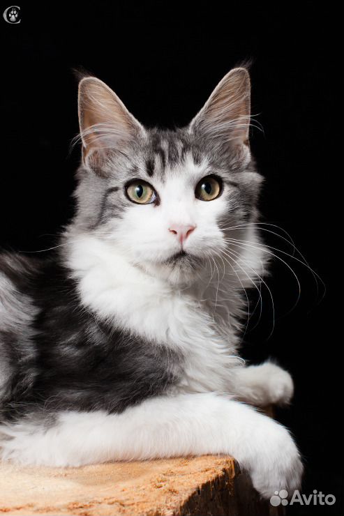 Котенок мейн-кун Platinum Grey Claws (ns09 22)