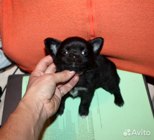 Чихуахуа мини Черная Пуха