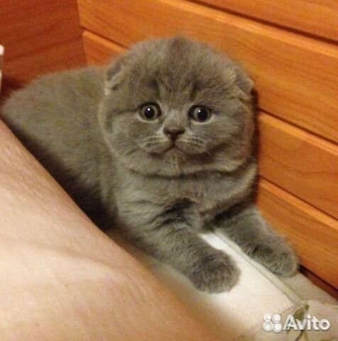 Шикарные котята голубые,серебро, пятнистые,колорны