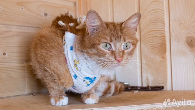 Кошка Мимоза в добрые руки