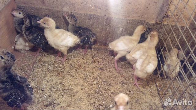 Продам трёх суточных индюшат