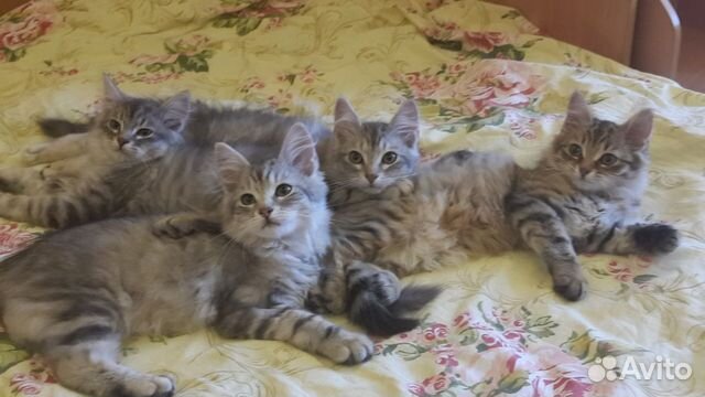 Сибирские котята