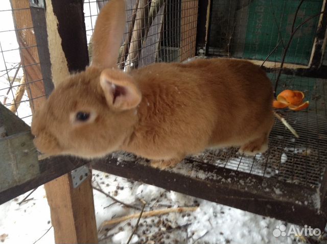 Поменяюсь или продам самца нзк