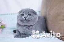 Любимые котята