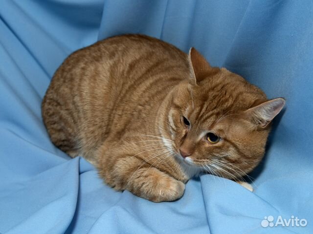Брутальный яркий рыжий кот