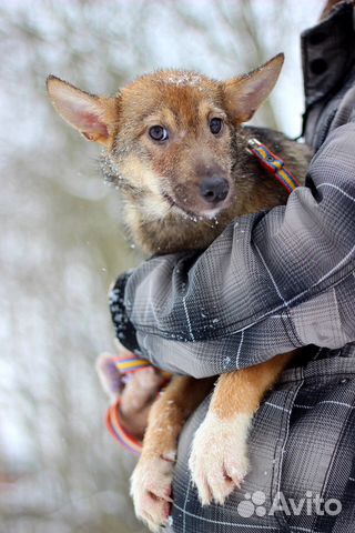 Лис из сказки «маленький принц»