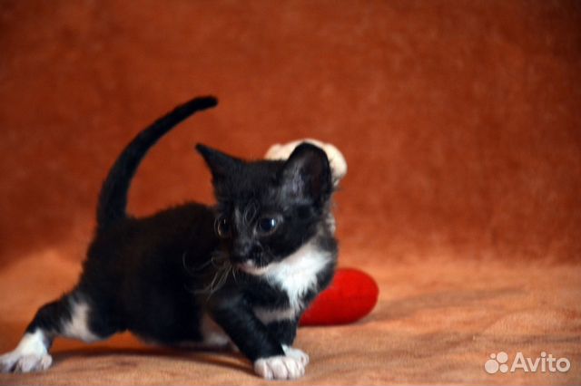 Котёнок уральский рекс