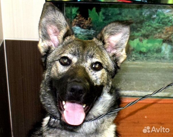 Дина - уникальная собака в хорошие руки