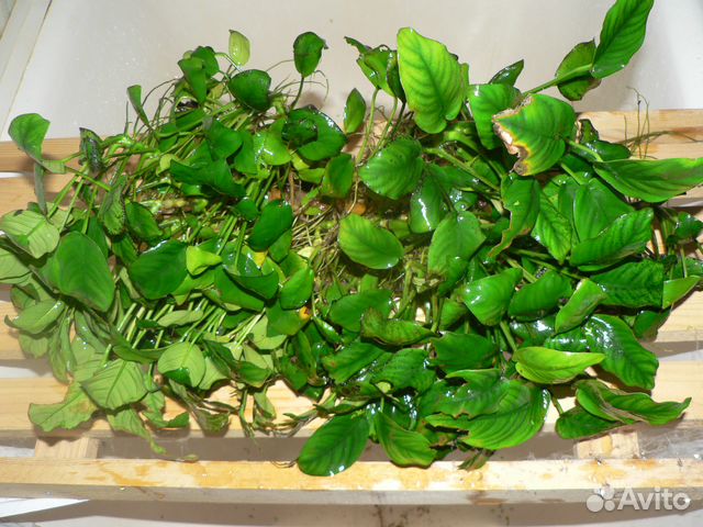 Большая прополка. анубисы, папоротники