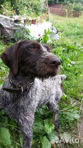 Продам собаку