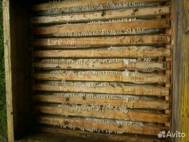 Продажа пчёл