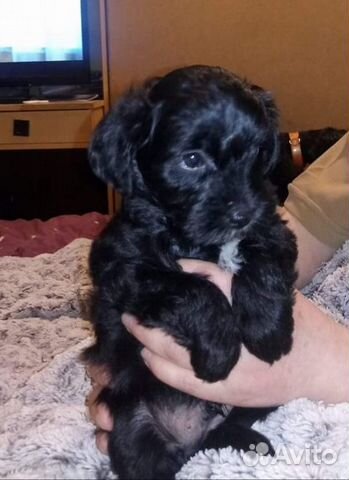 Плюшевый Друг