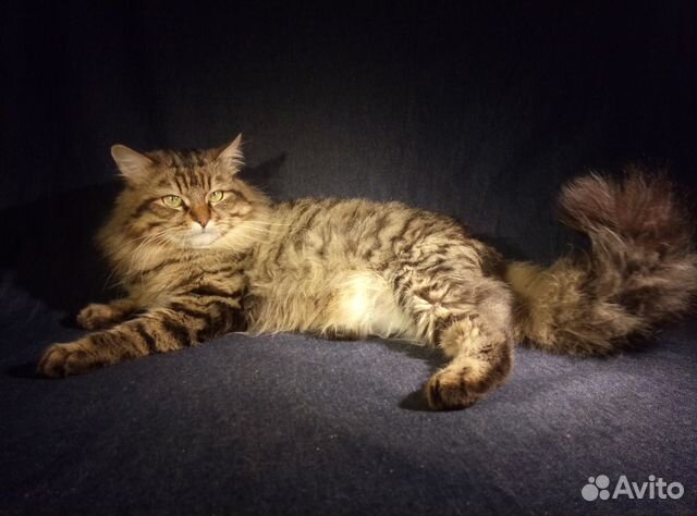 Сибирский кот ищет невесту. Вязка кота-чемпиона