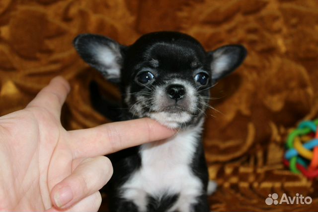 Чишки-детишки