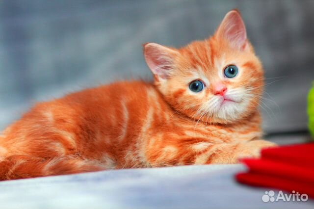 Яркие девочки Страйт красный мрамор