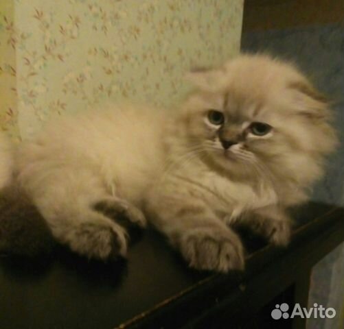 Котик одуванчик