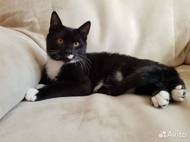 В добрые руки