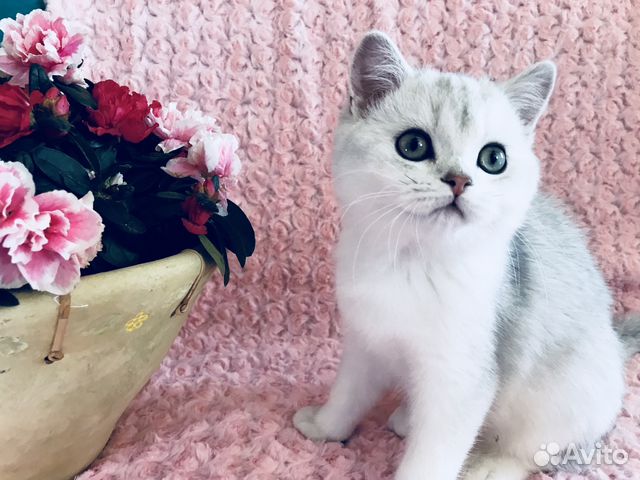 Серебристая клубная кошечка