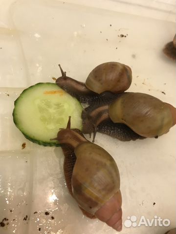 Улитка Ахатина Фулика