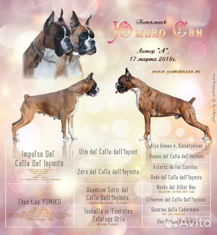 Рыжая девочка Asti племенного разведения