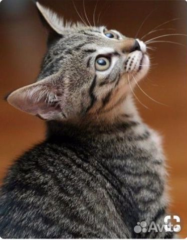 Чудесный котенок