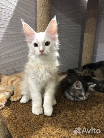 Очень крупный котик Джаспер из питомника Iron Claw