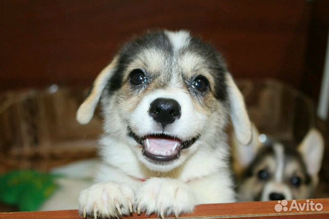 Вельш корги