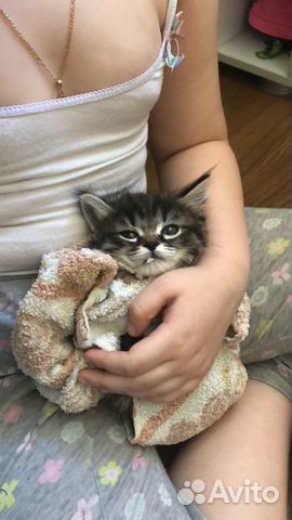 Очаровательного котёнка в дар