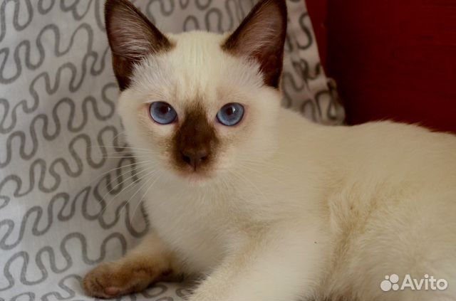 Породистые тайчики для обнимашек