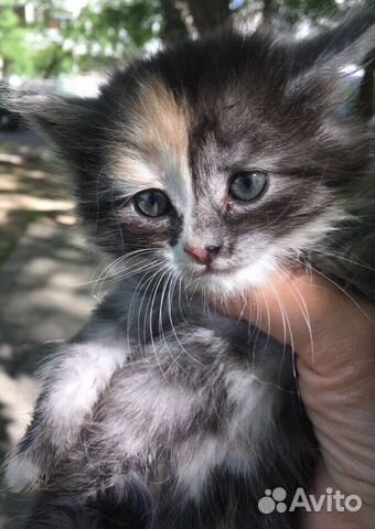Котёнок 1,5 мес