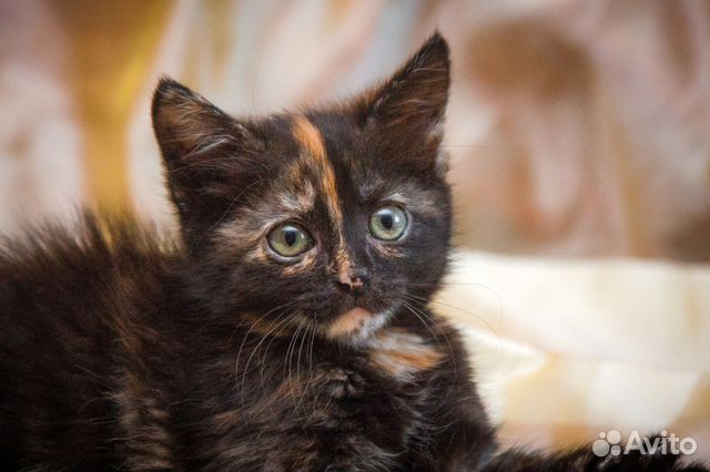 Котенок девочка 1,5 мес. в дар, в добрые руки